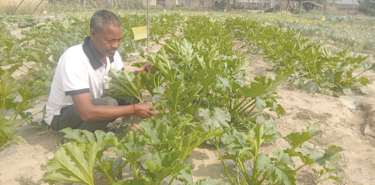 बारीमा तरकारी, घरमै रोजगारी